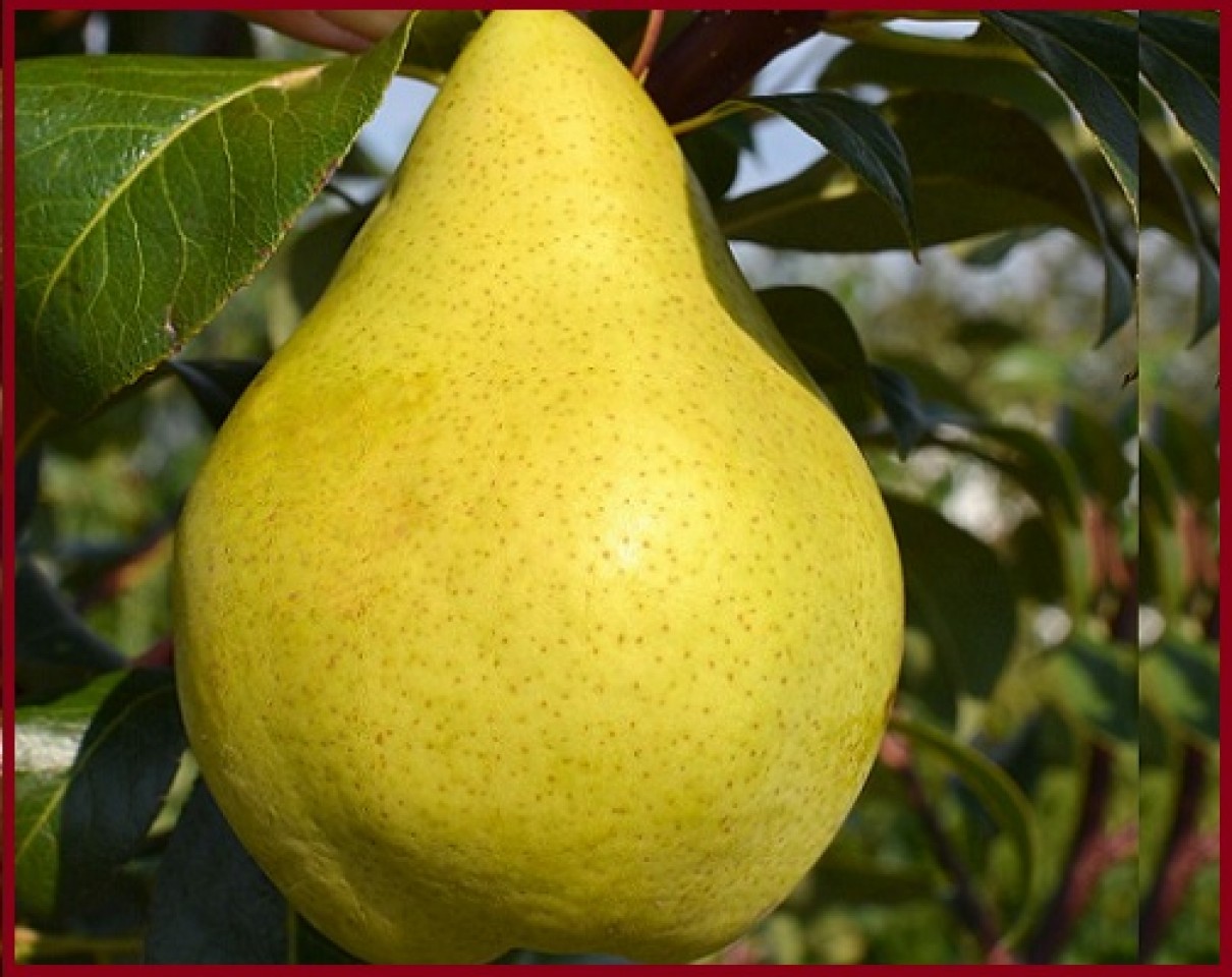 CONDORA